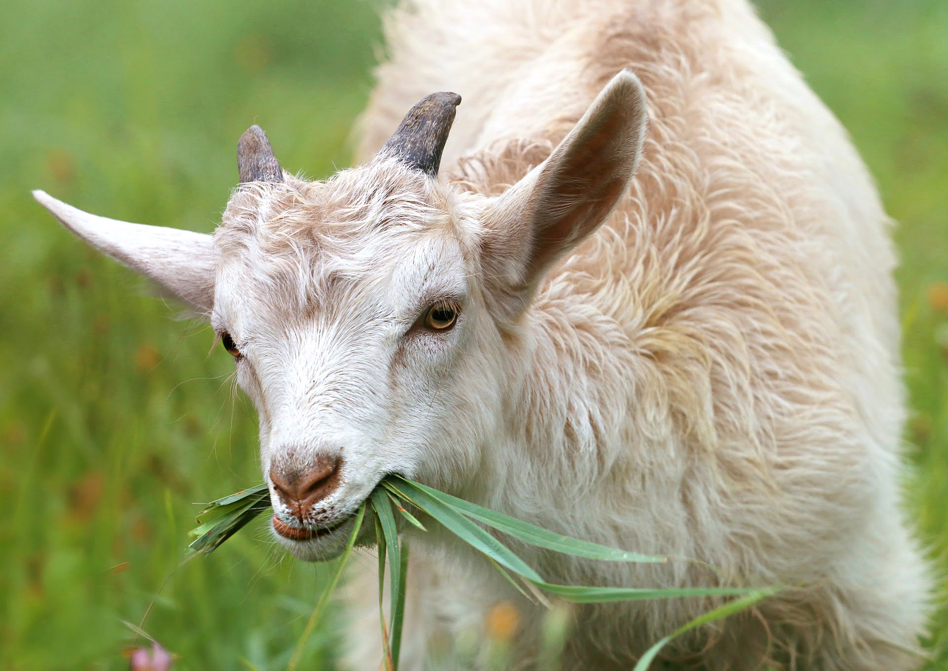 Children’s Farms And Animal Parks Near Bournemouth And Poole - Poole ...
